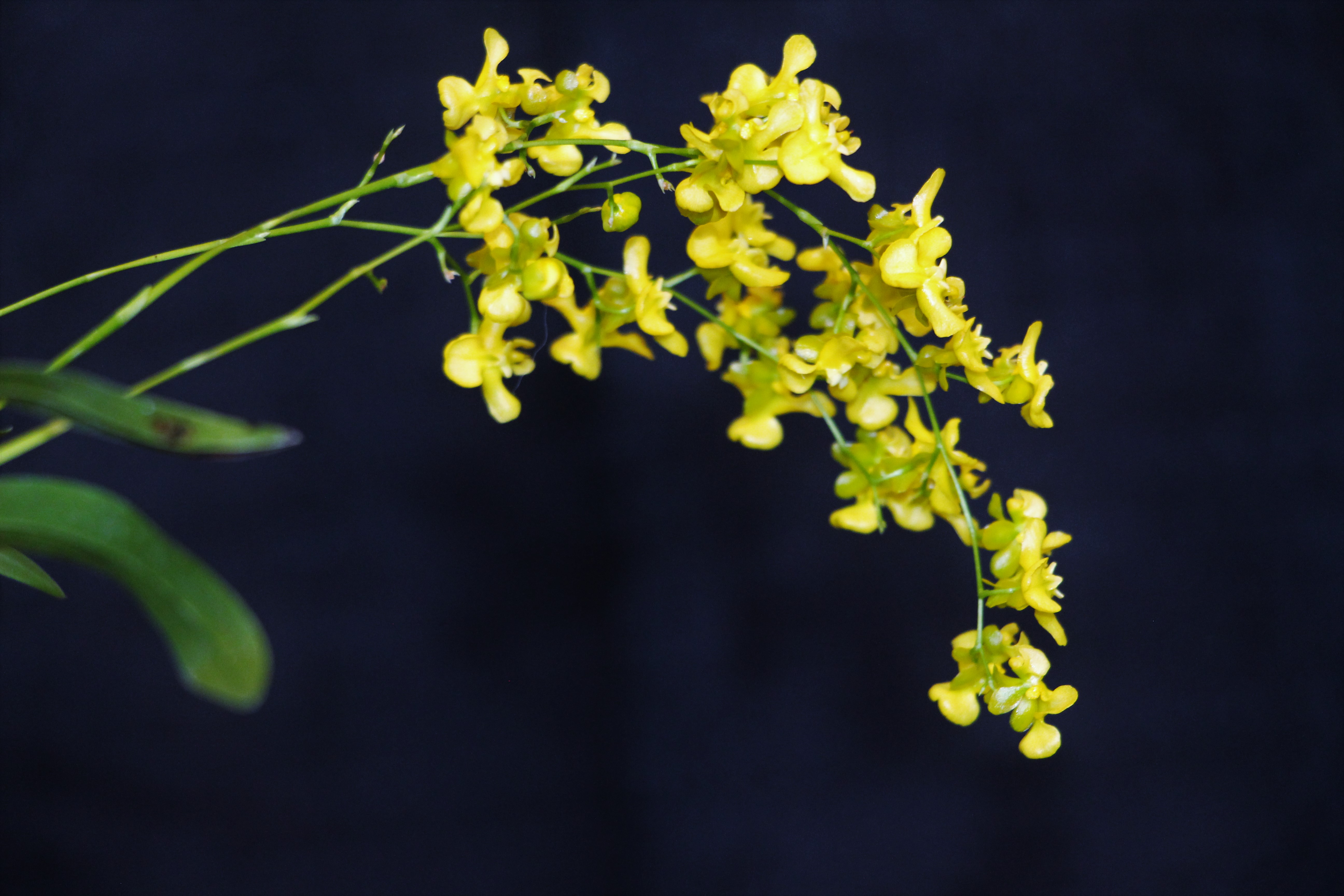 Orchids Ablooming | TheDustSeason